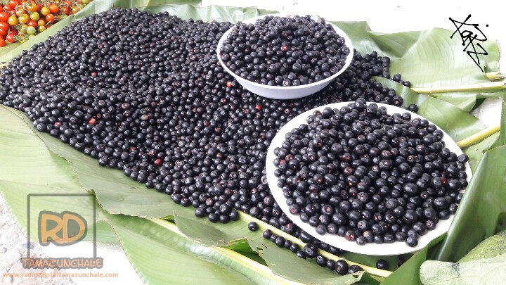 SABES QUE ES EL CAPULÍN? (capolcuahuitl) DISFRUTA DE ESTA DELICIOSA ...